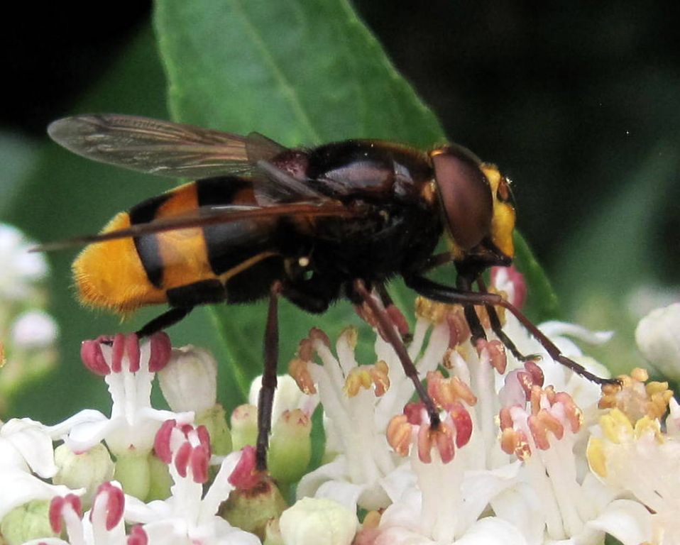 Volucella zonaria